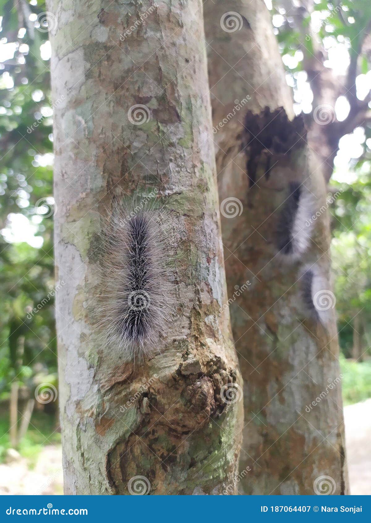 Maggots on the tree stock image. Image of autumn, produce - 187064407