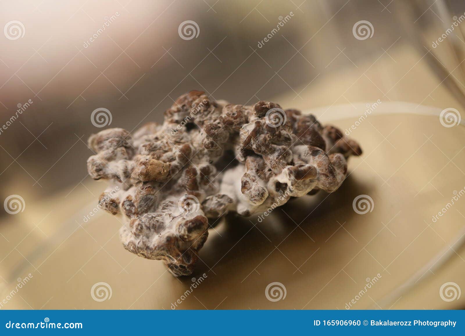 Magic Amsterdam Truffles Psychedelic Macro Background High Quality ...