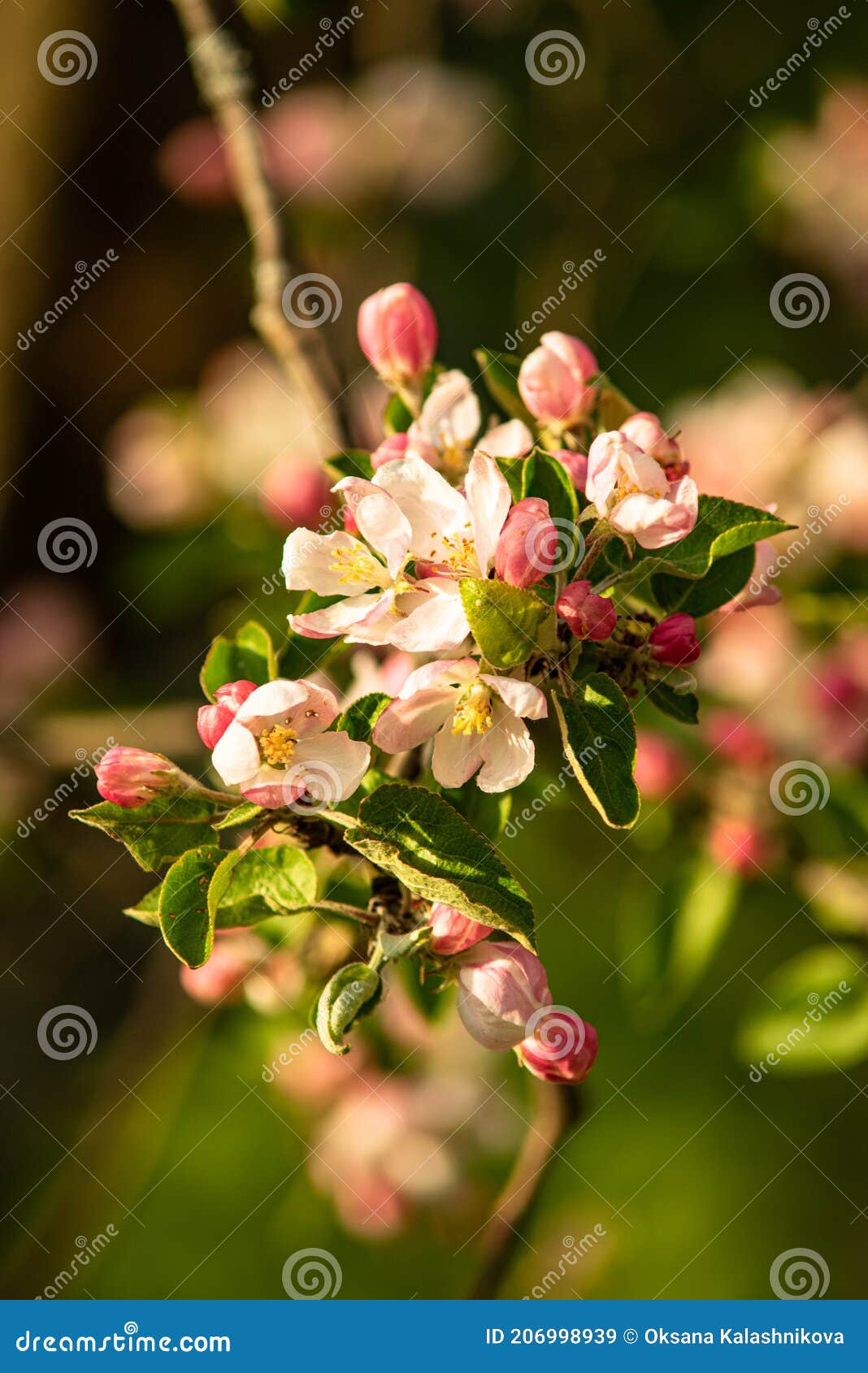 Magic Apple Tree Blooms in Spring Stock Image - Image of tree, magic ...