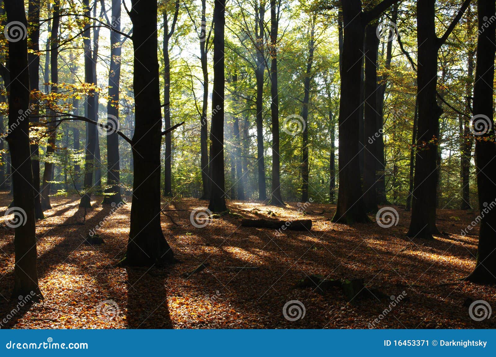 Magic Autumn stock image. Image of light, nature, sunshine - 16453371