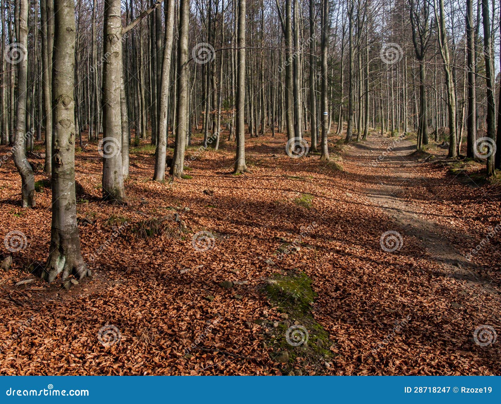 Magic autumn forest stock image. Image of hiking, september - 28718247