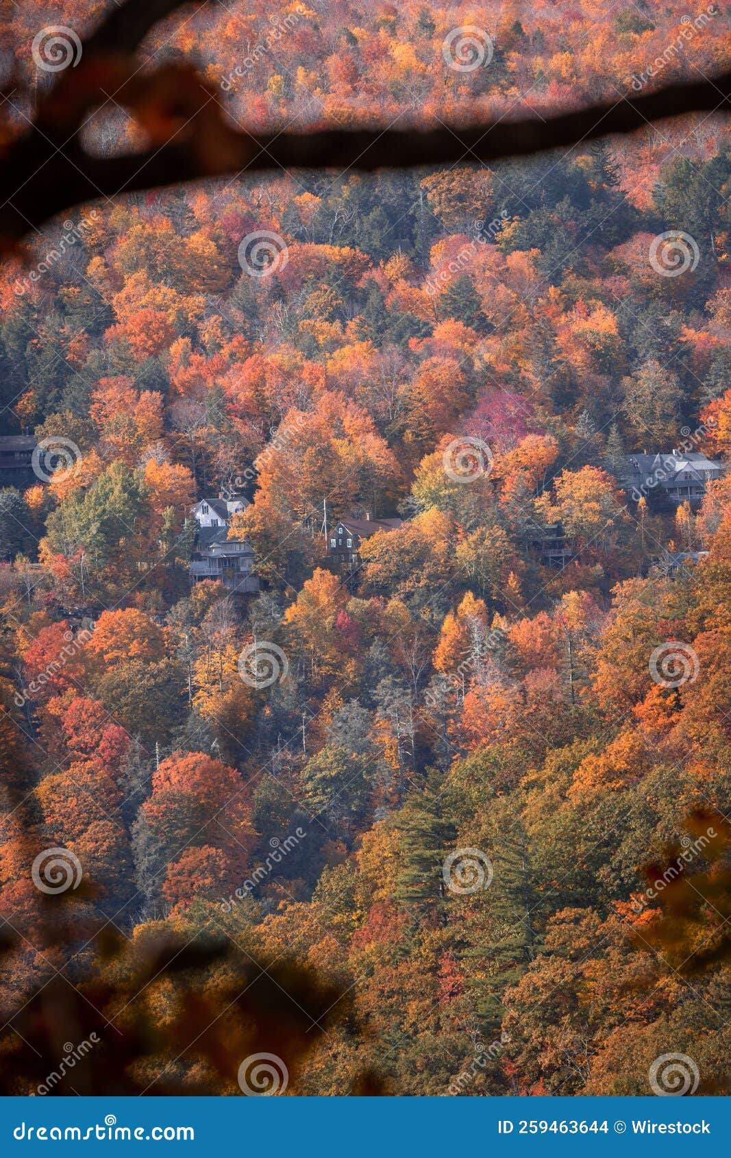 Magic Autumn Forest with Colorful Trees, Vertical Stock Photo - Image ...