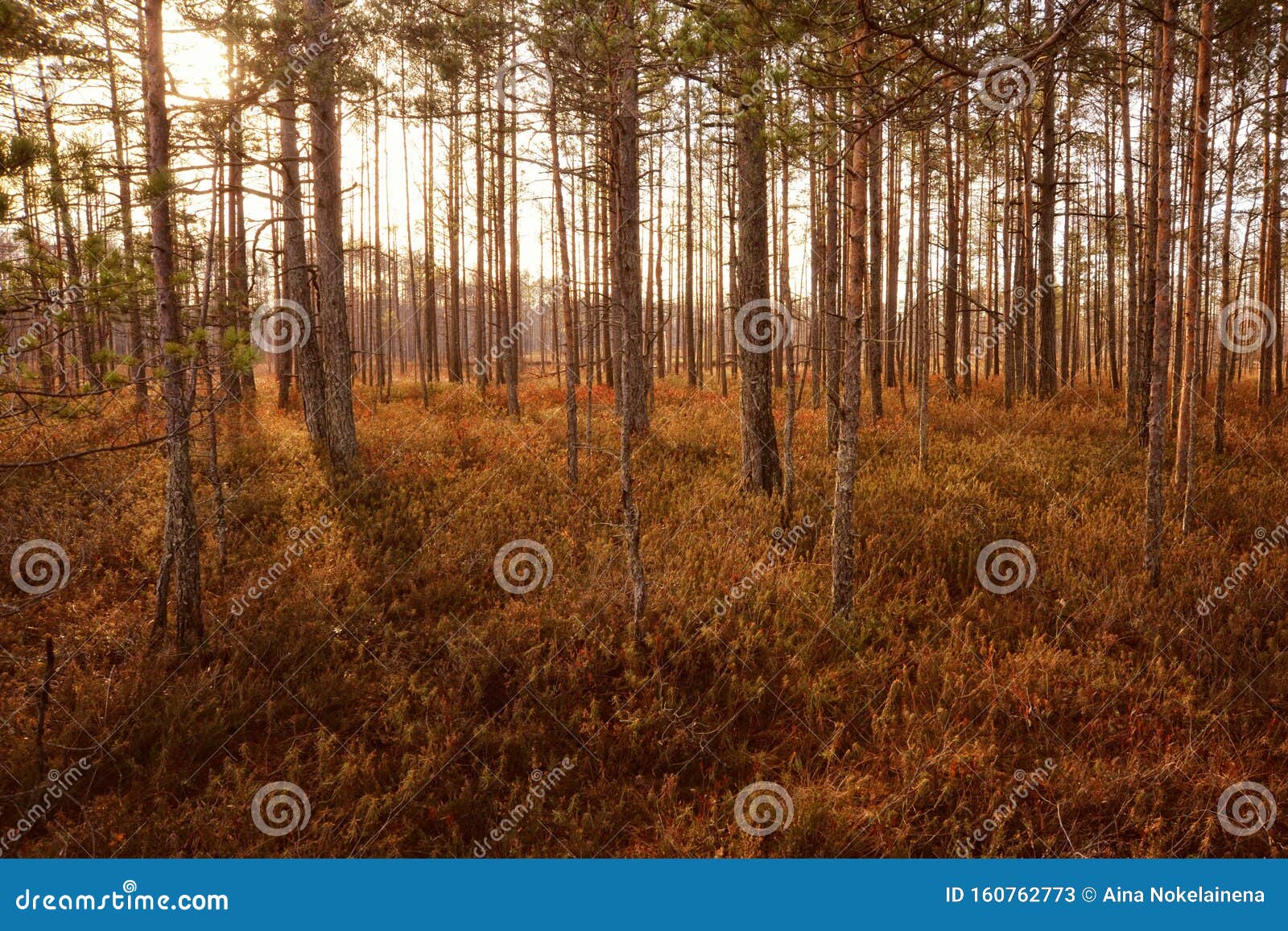 Magic Autumn Forest Landscape. Stock Image - Image of orange, color ...