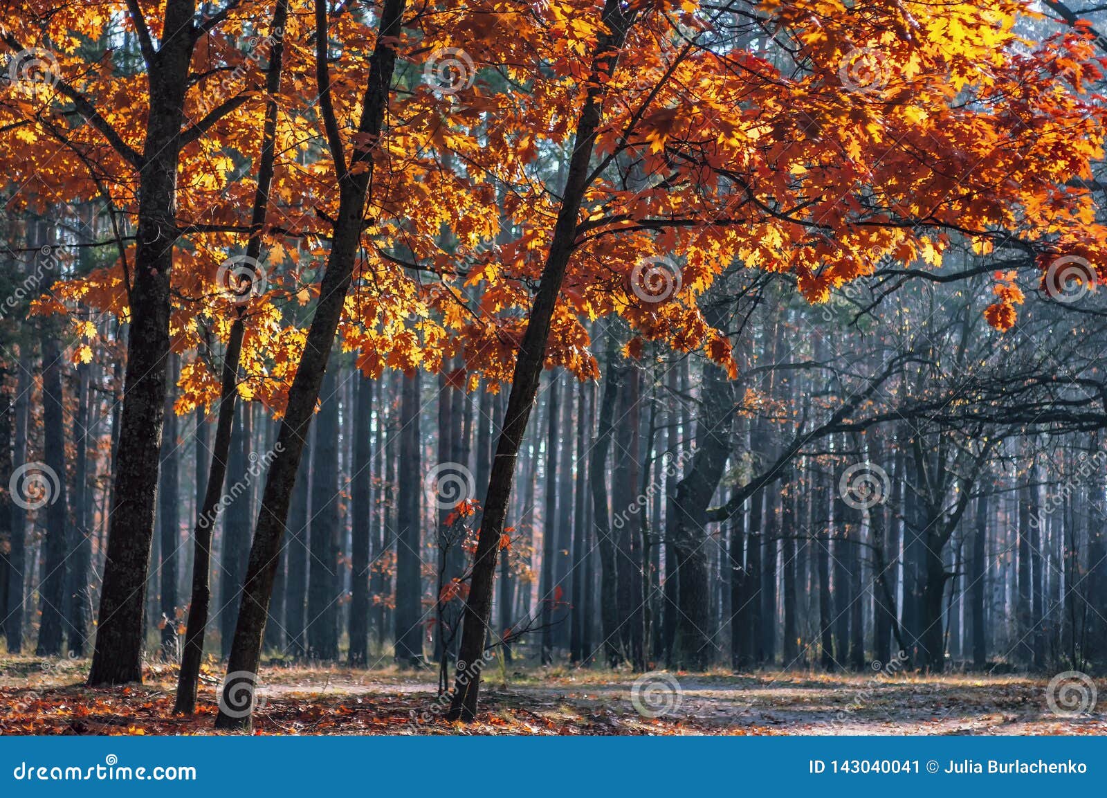 Magic autumn forest stock image. Image of autumnal, beautiful - 143040041