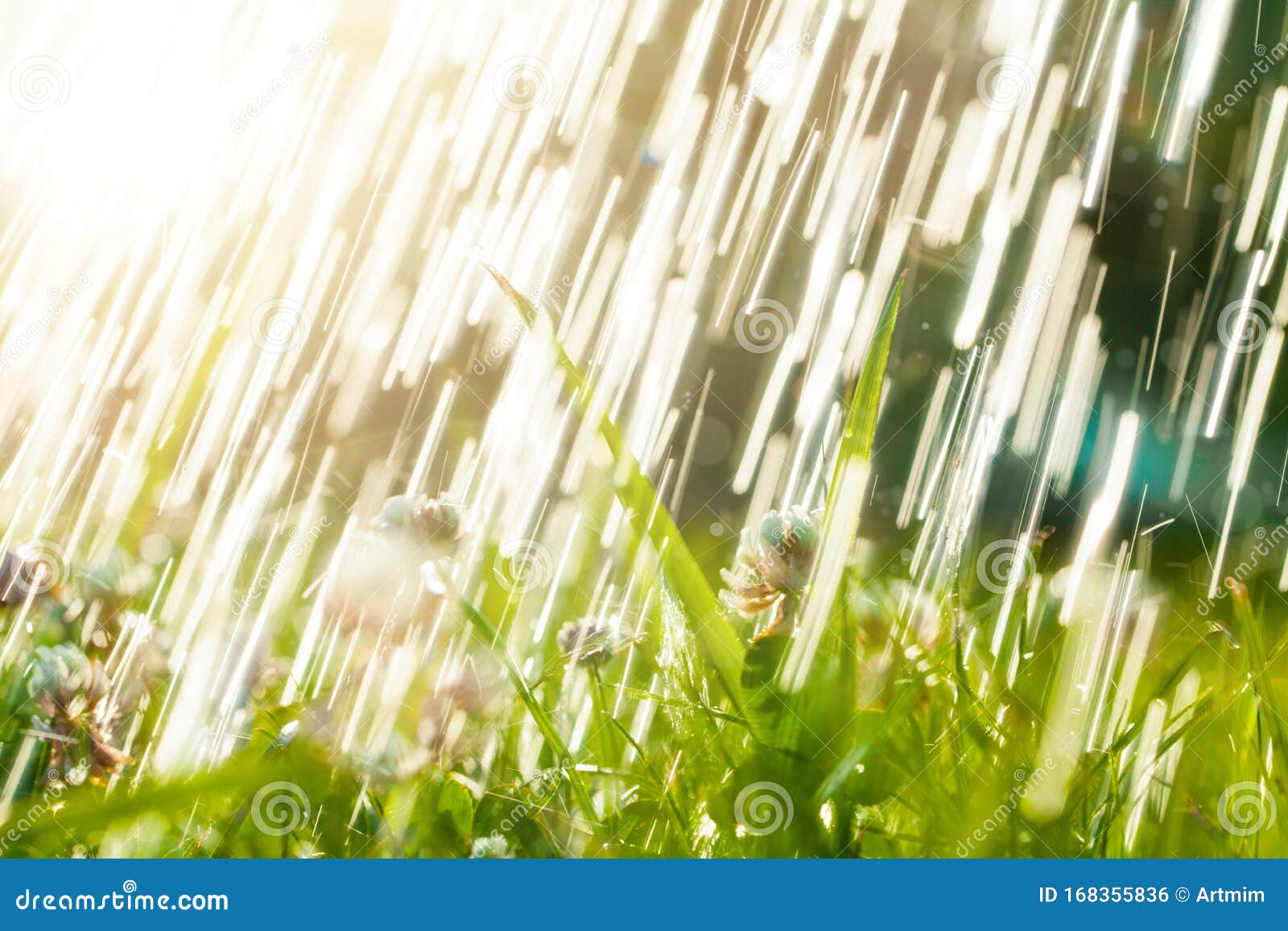 Magic Background with Clover and Raindrops. Beautiful Summer Landscape ...