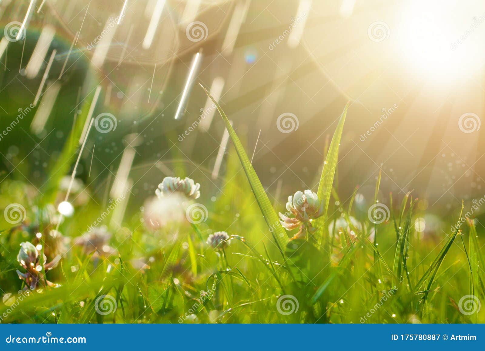 Magic Background with Clover and Raindrops. Beautiful Summer Landscape ...