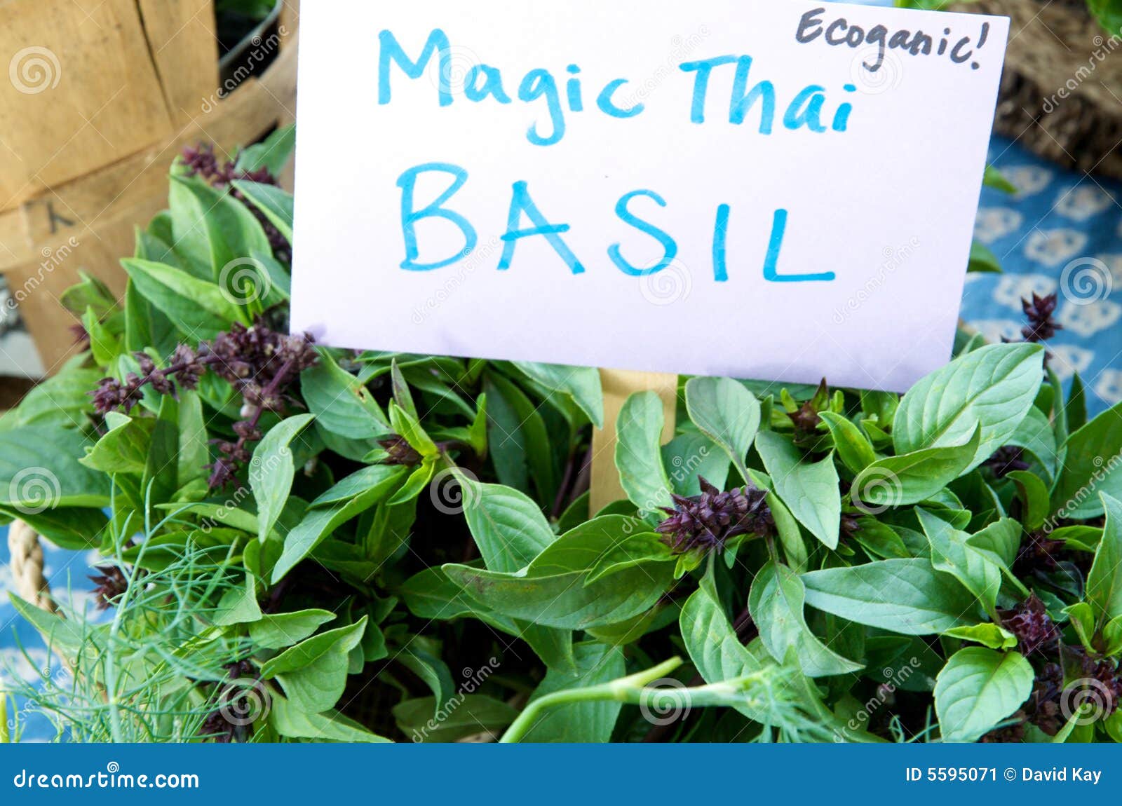 Magic Basil stock image. Image of basket, organic, seasonings - 5595071