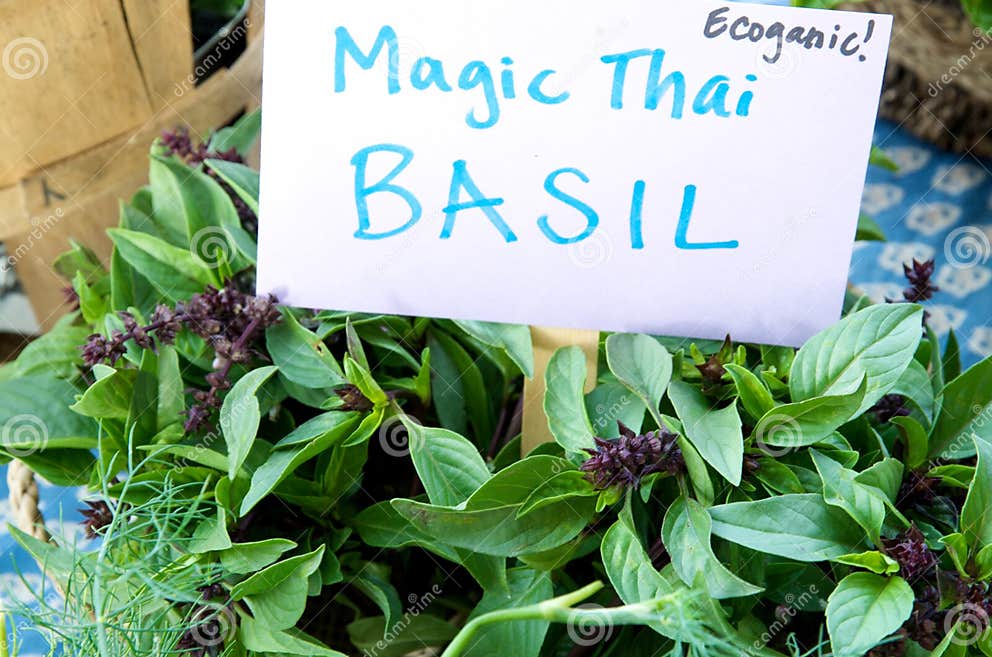 Magic Basil stock image. Image of basket, organic, seasonings - 5595071