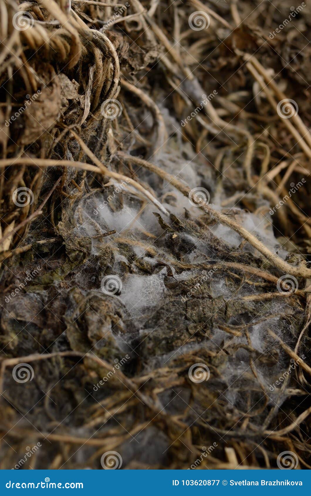 Magic Beautiful Mold Formed in Branches and Vines Stock Image - Image ...