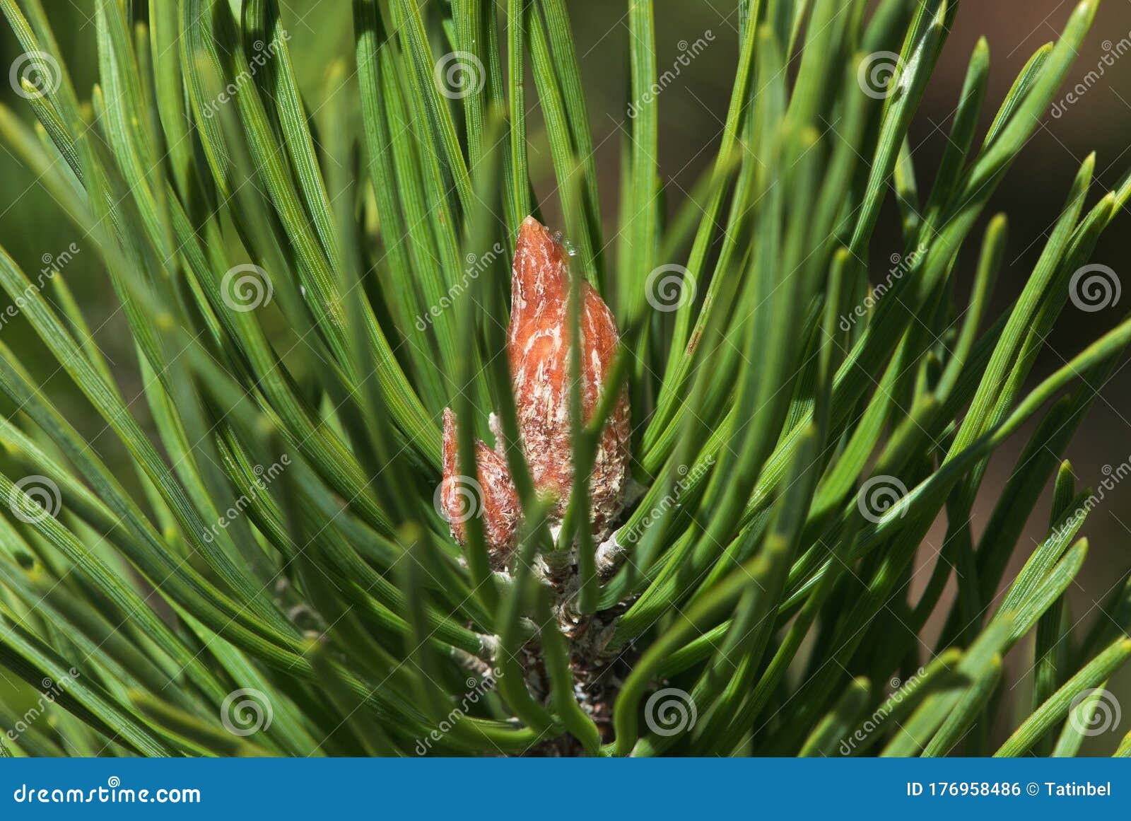 Magic Birth of New Spiky Cone with Small Drop of Resin Stock Photo ...
