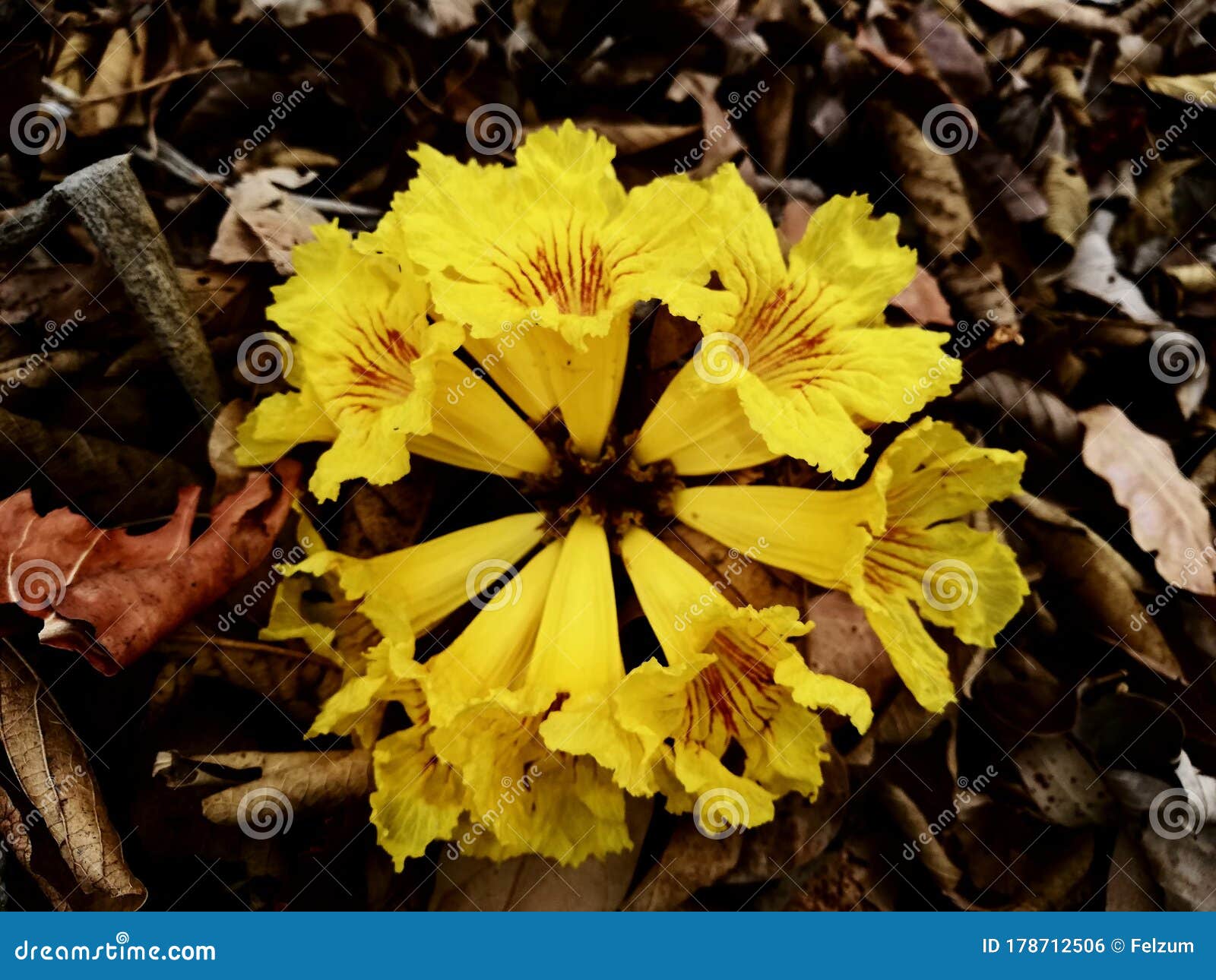 Magic Bloomin. Yellow Flowers Stock Photo - Image of autumn, blossom ...