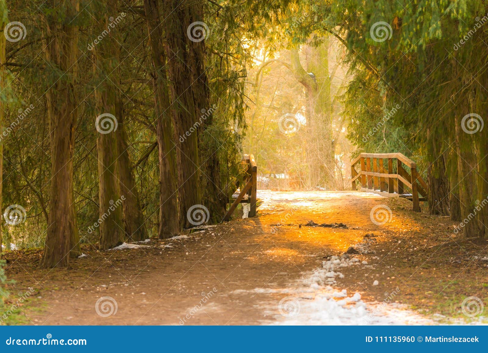 Magic Bridge in the Deep Forest during the Sunset. Magical Colors and ...