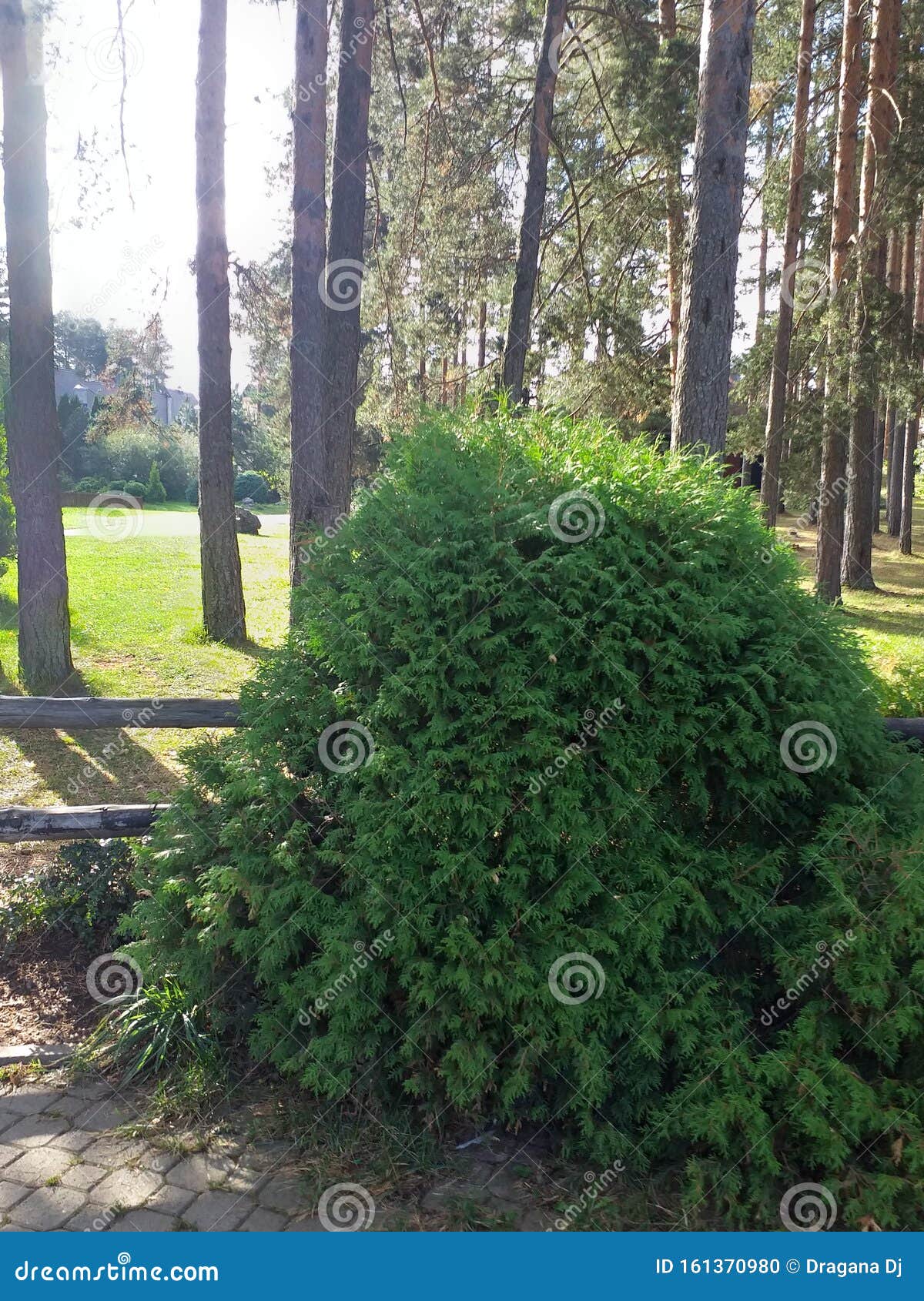 The magic bush stock photo. Image of bush, wood, softwood - 161370980
