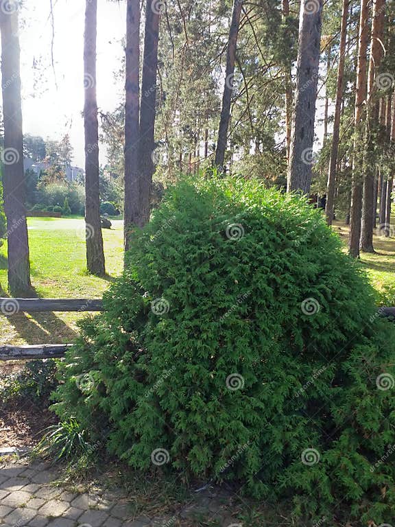 The magic bush stock photo. Image of bush, wood, softwood - 161370980