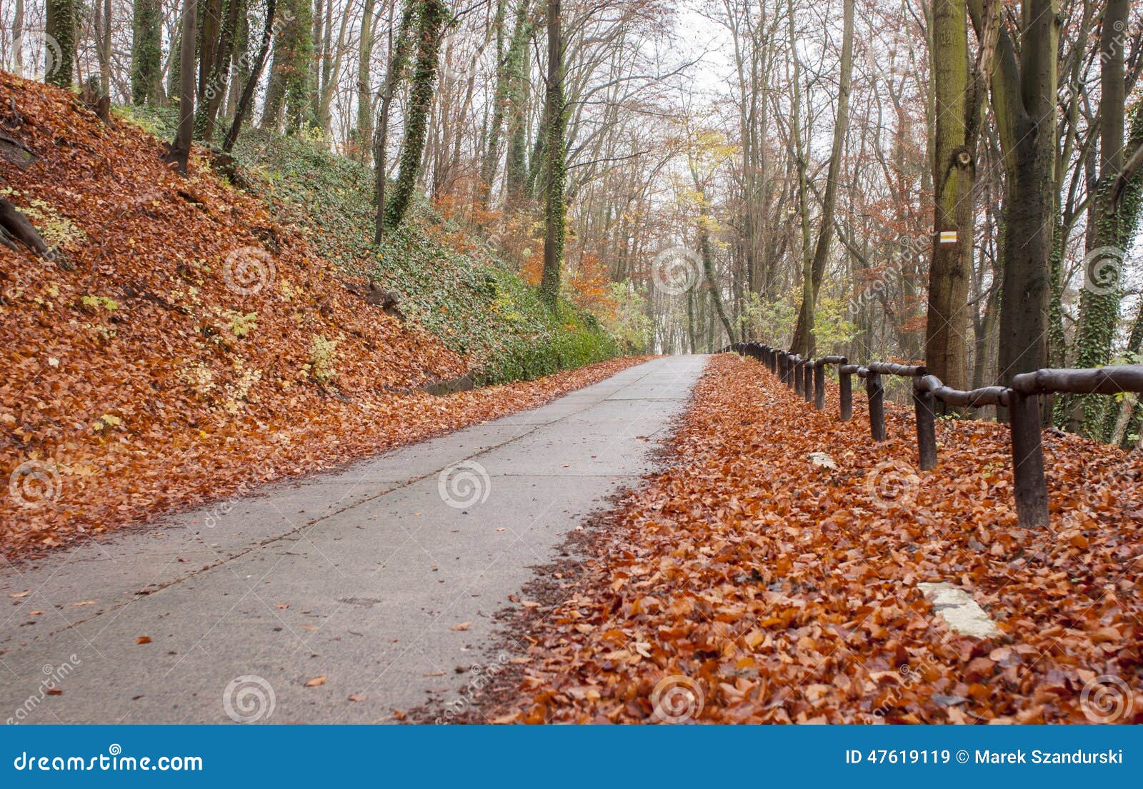 Magic Colorful Autumn Forest Stock Image - Image of season, nature ...