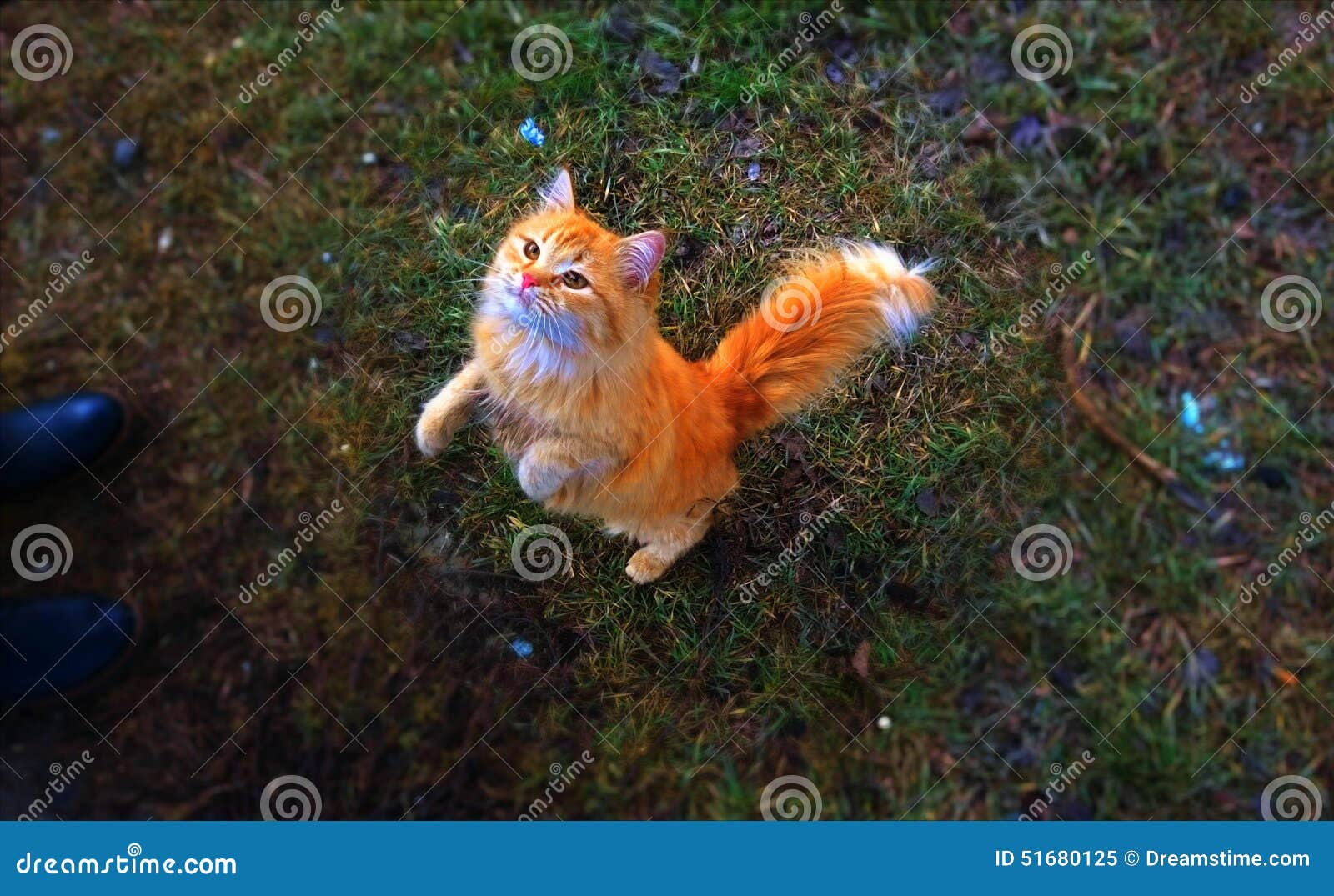 Magic Colorful World with a Magic Cat Stock Image - Image of kindness ...