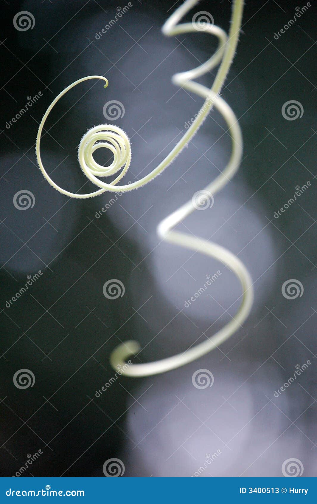 Magic curve stock image. Image of design, shape, garden - 3400513