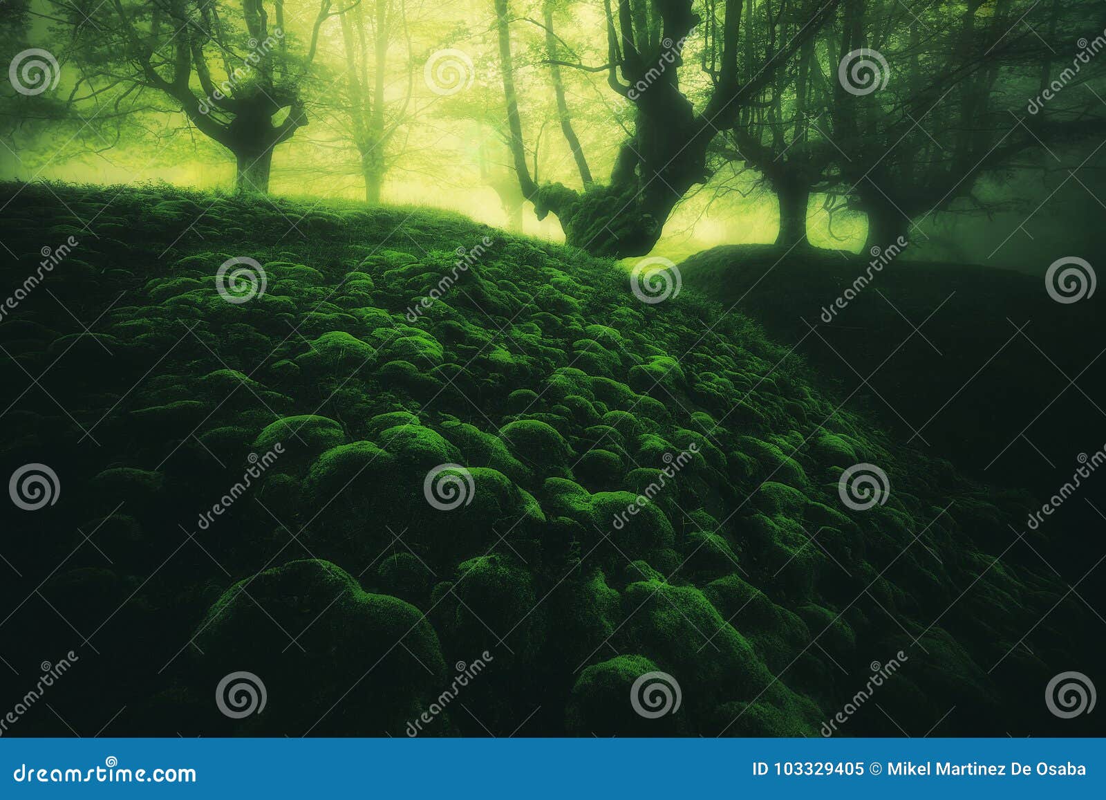 Magic Deep Forest with Moss Bubbles Stock Image - Image of foggy, misty ...