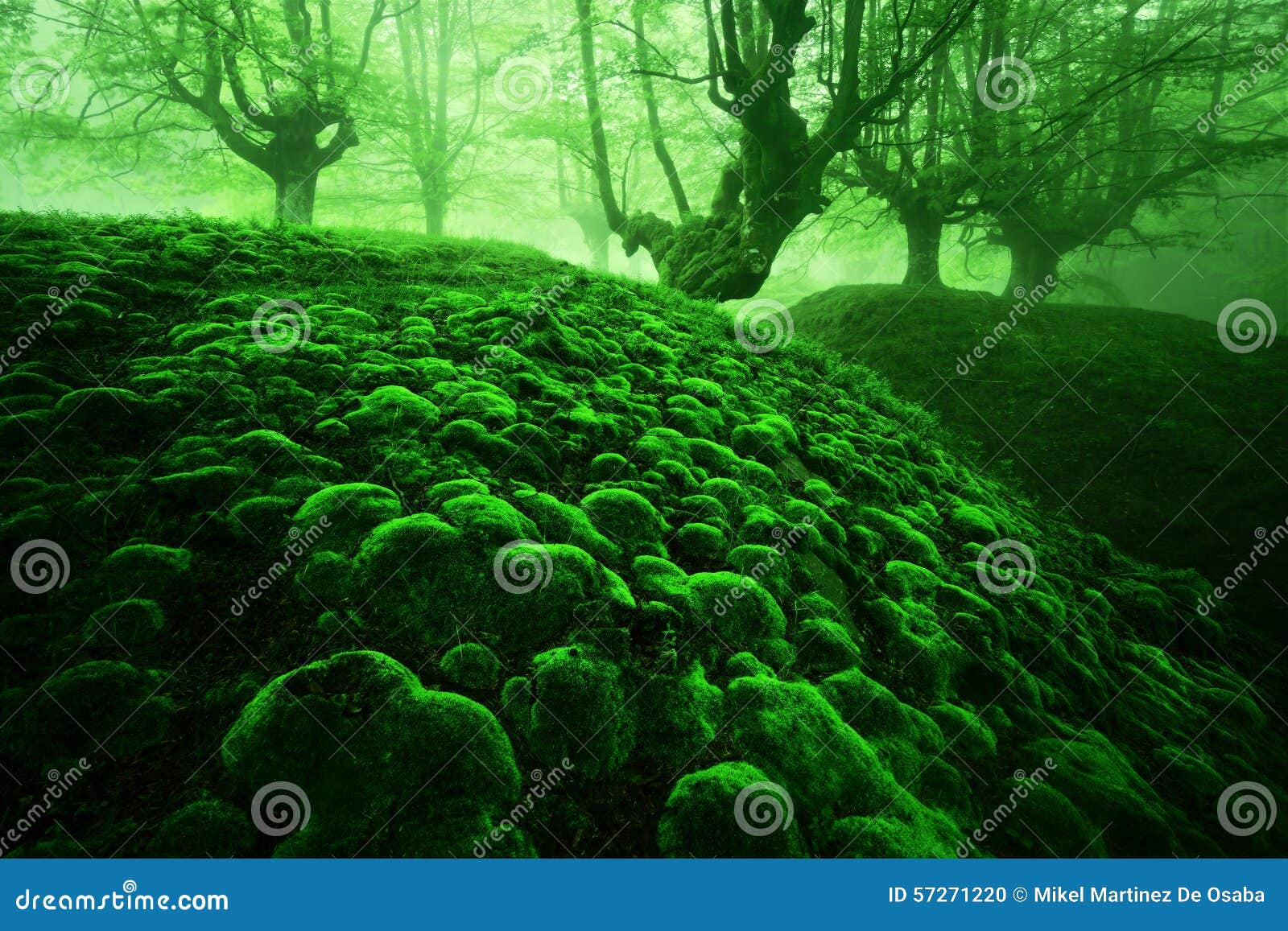 Magic Deep Forest with Moss Bubbles Stock Photo - Image of enchanted ...