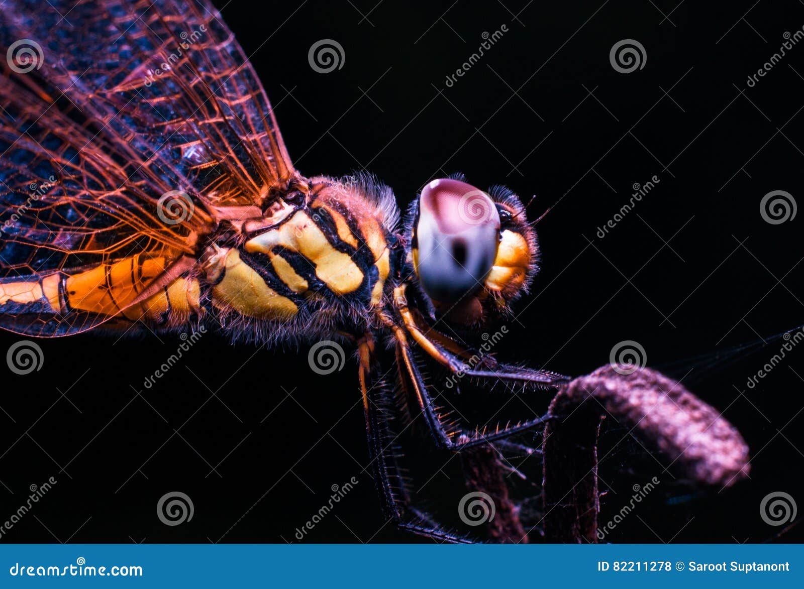 Magic Dragonfly stock photo. Image of face, brown, blue - 82211278