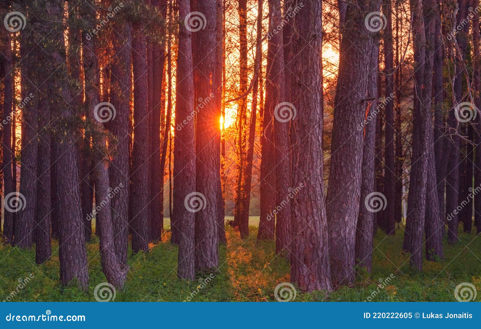 Magic Evening Red Light in the Forest with Sun Rays. Stock Image ...