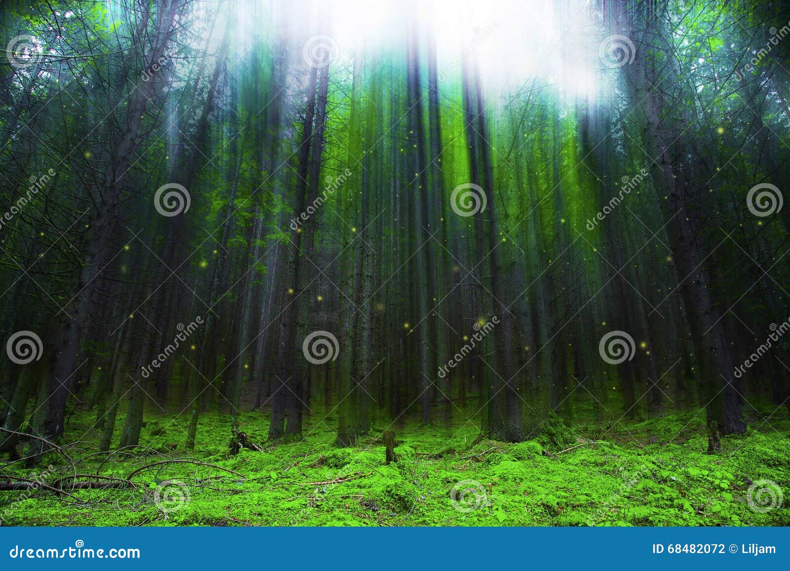 Magic Fantasy Forest with Lights and Mist Stock Photo - Image of dark ...