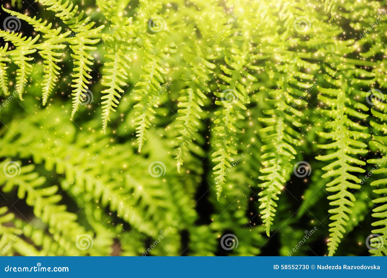 Magic Fern stock photo. Image of nature, summer, spring - 58552730