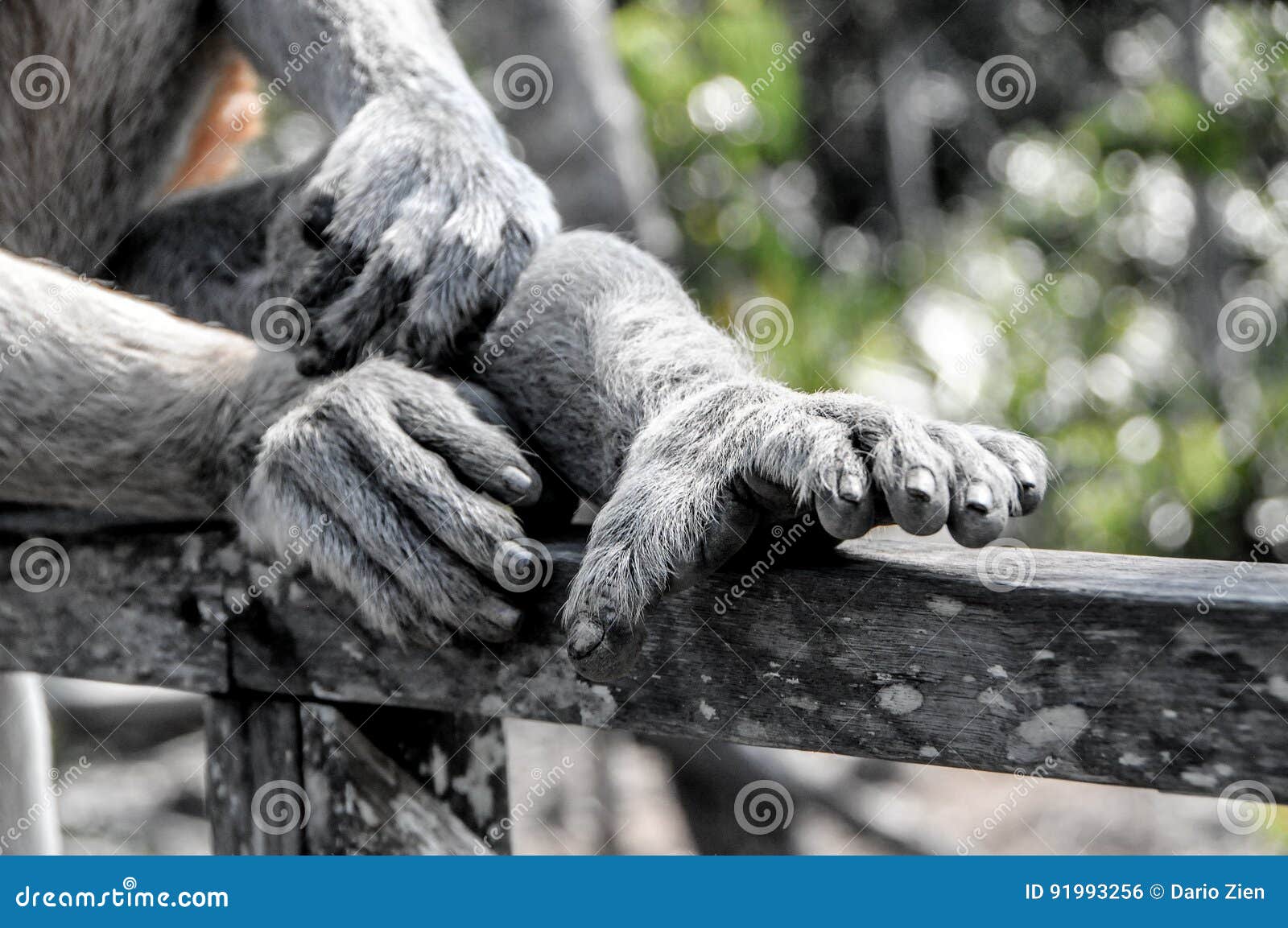Magic fingers animal stock photo. Image of monkey, animal - 91993256