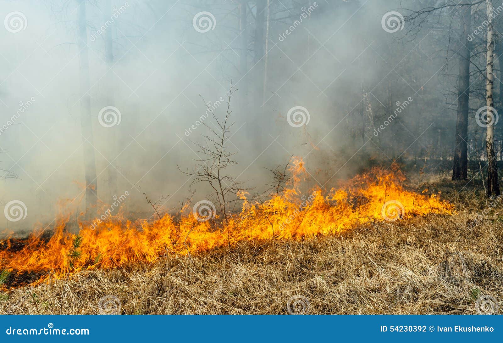 Magic fire stock photo. Image of firewood, highlights - 54230392