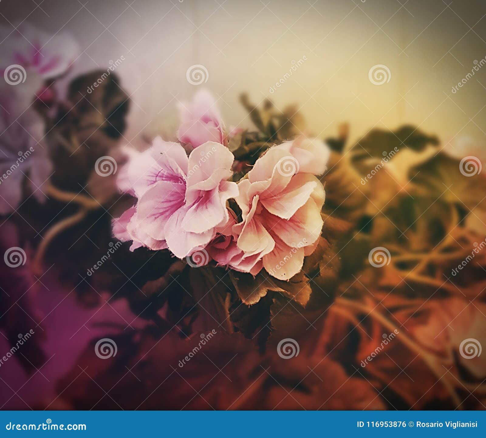 Magic Flower stock photo. Image of magic, flowers, fantasy - 116953876