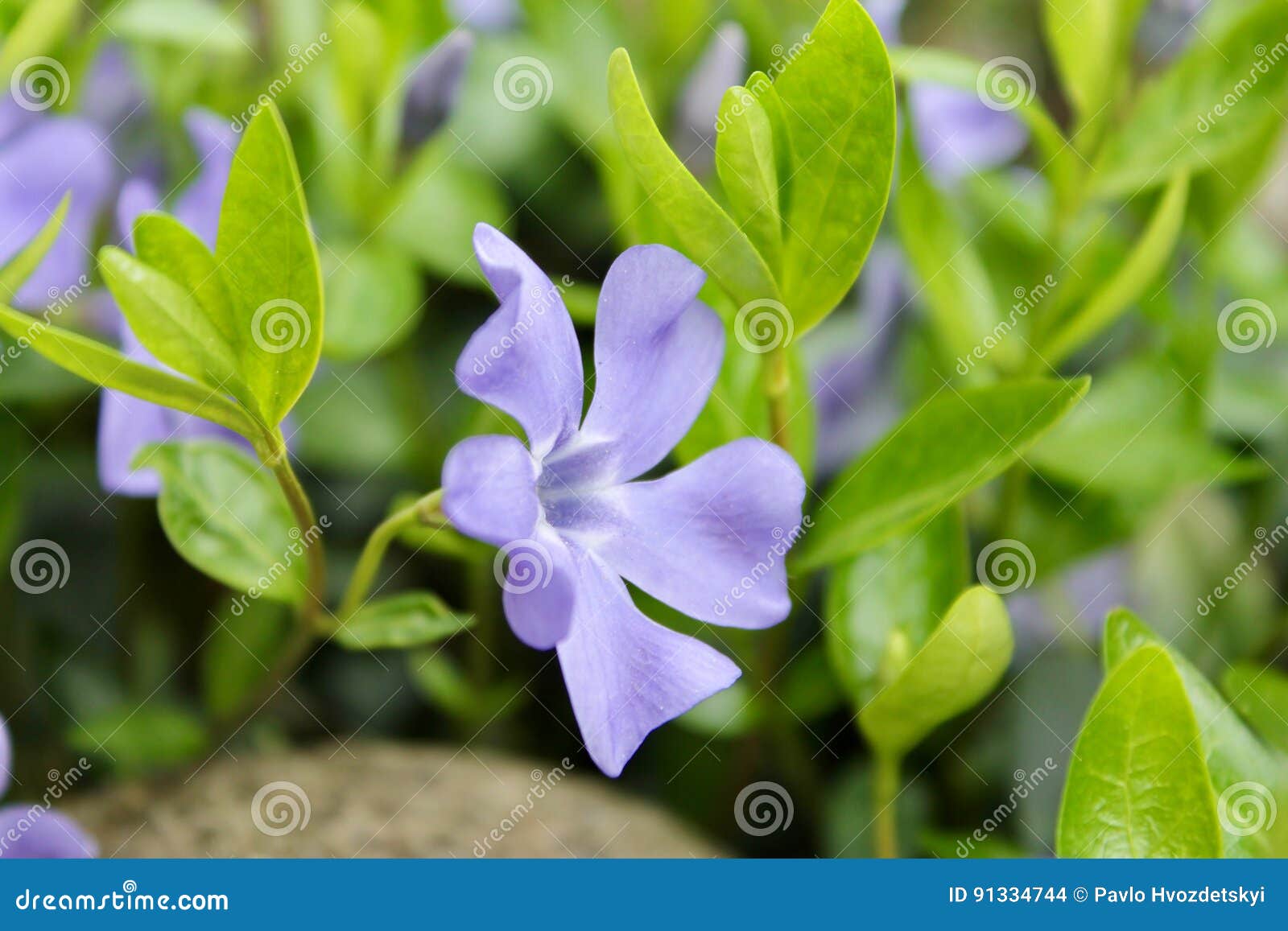 Magic flower in the garden stock photo. Image of flowers - 91334744