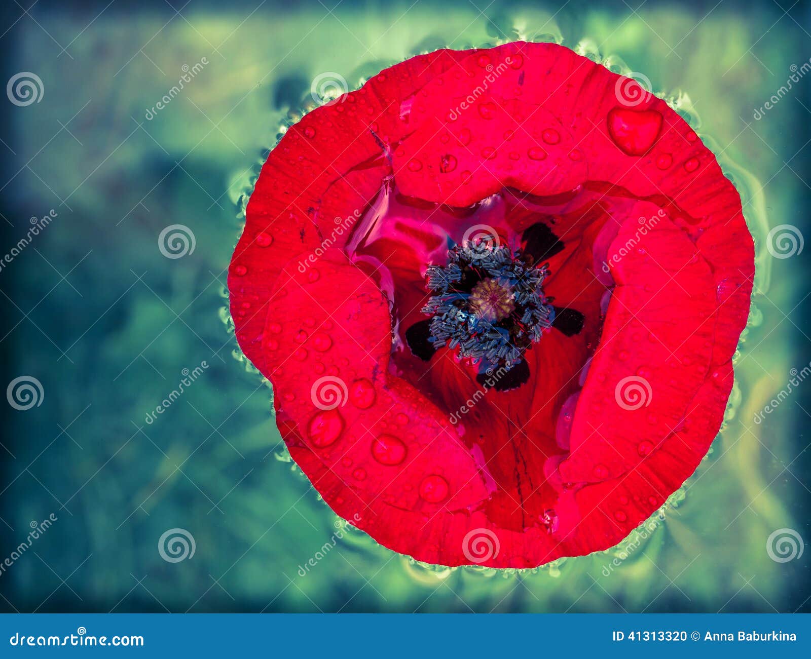 Magic Flower - Poppy Stock Photography | CartoonDealer.com #41313320