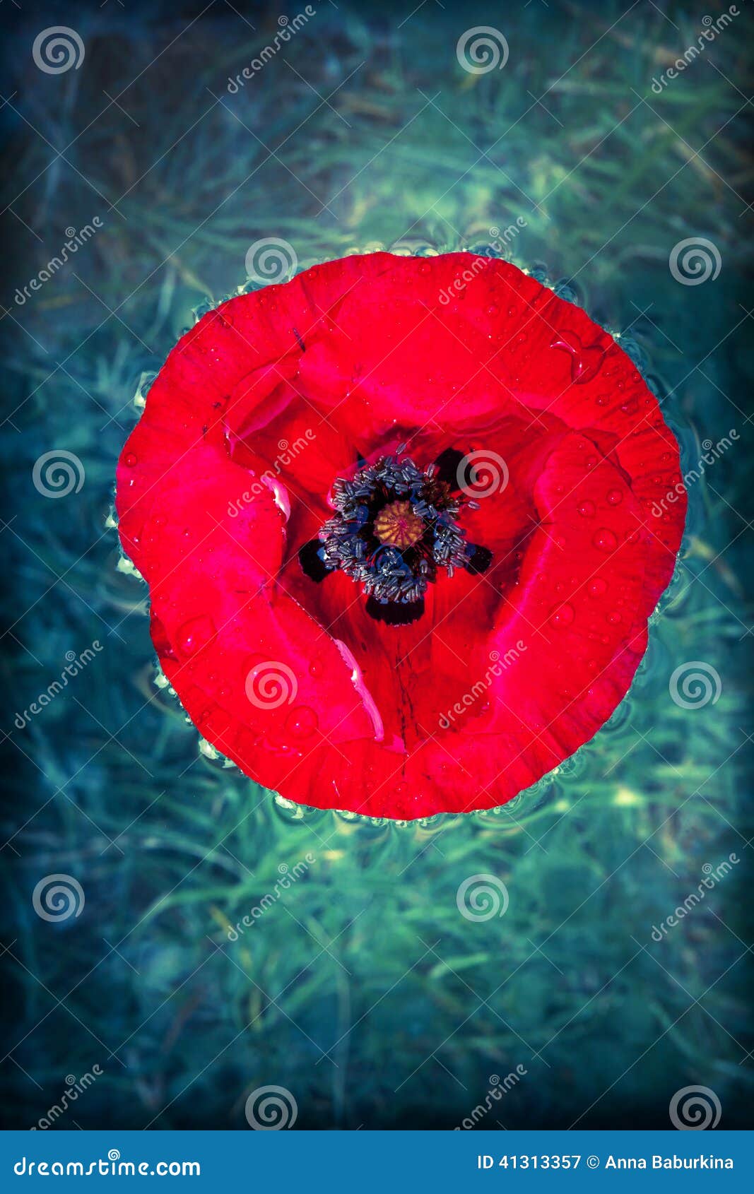 Magic Flower - Poppy Stock Photography | CartoonDealer.com #41313320