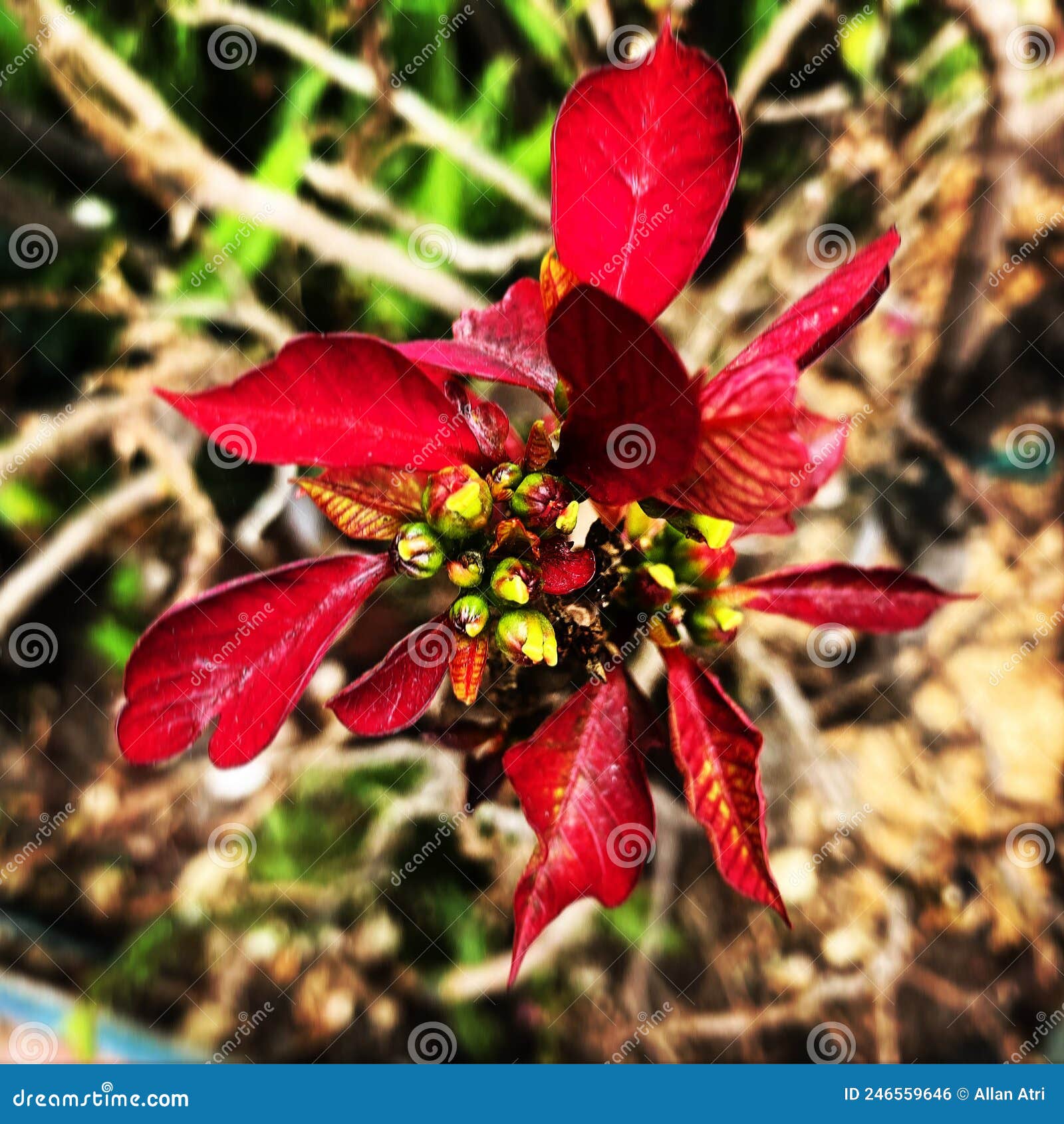 Magic flower stock photo. Image of magic, flower, plant - 246559646