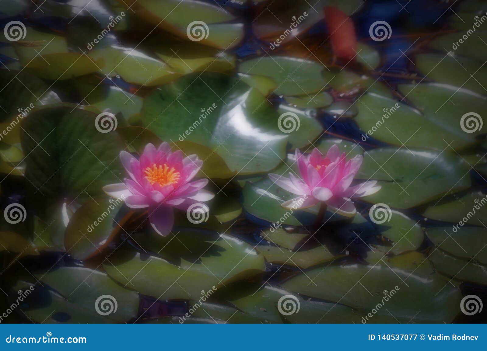 Magic Flower. Water Lily in the Old Pond Stock Image - Image of blossom ...