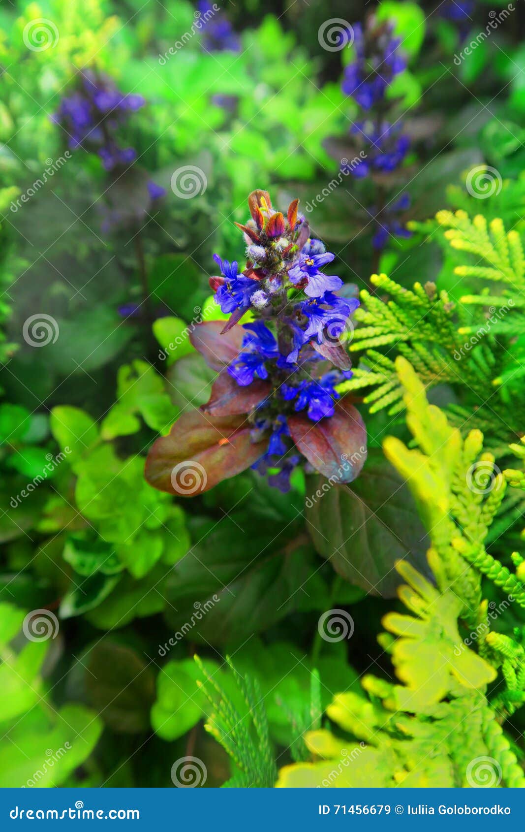 Magic flowers stock image. Image of nature, verdure, magic - 71456679