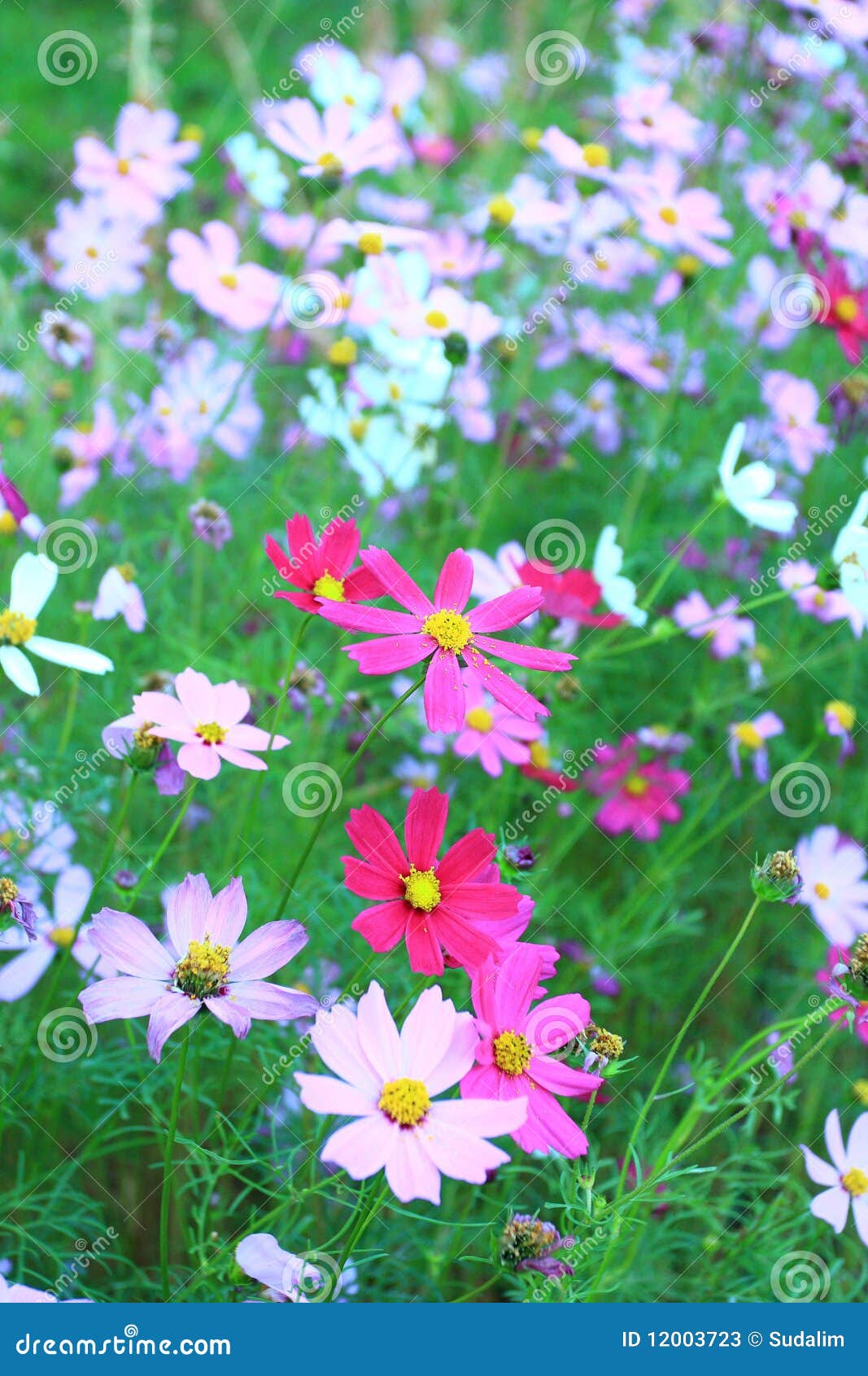 Magic flowers garden stock image. Image of bouquet, blossom - 12003723