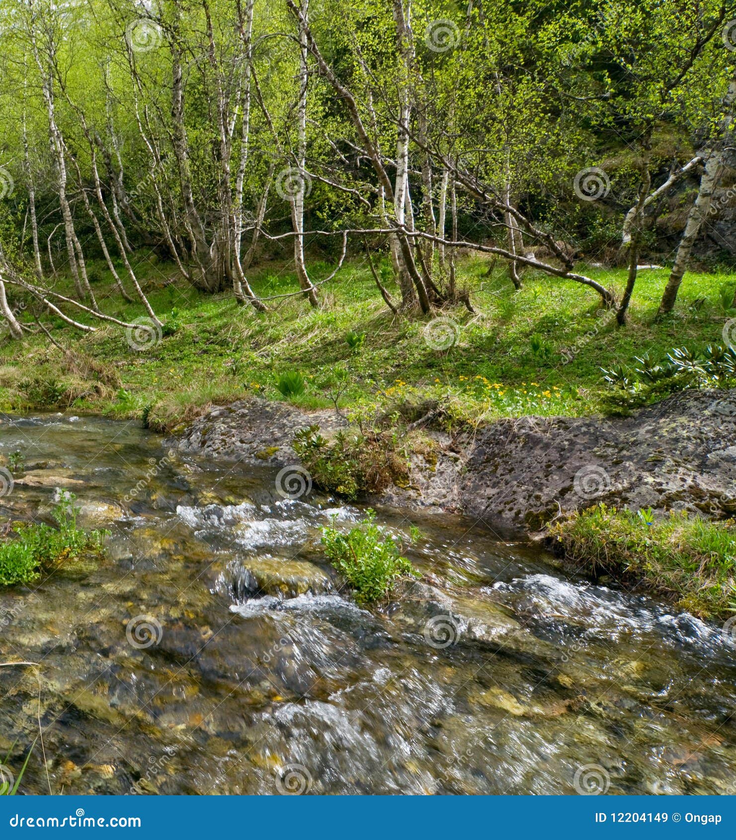 Magic forest stock image. Image of natural, summer, green - 12204149