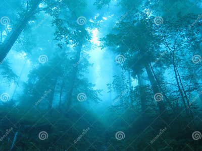Magic Forest stock photo. Image of horror, haunting, enthralling - 13557196