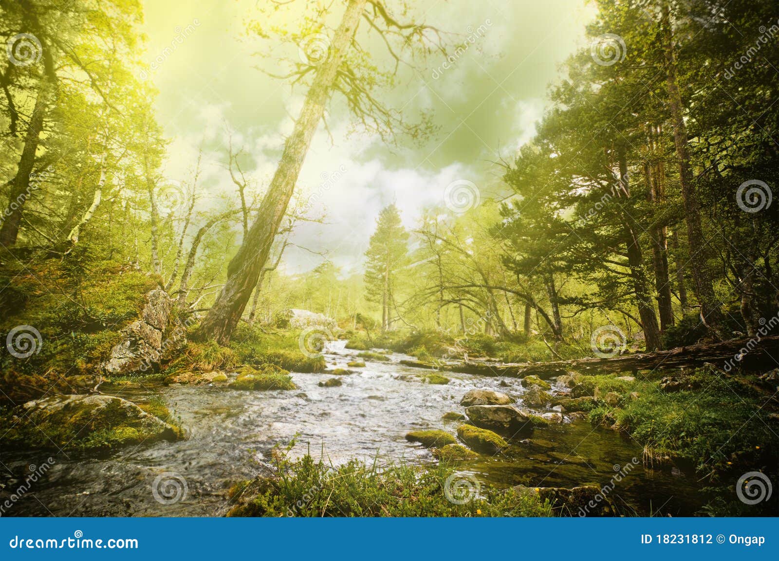 Magic forest stock photo. Image of beautiful, leaves - 18231812