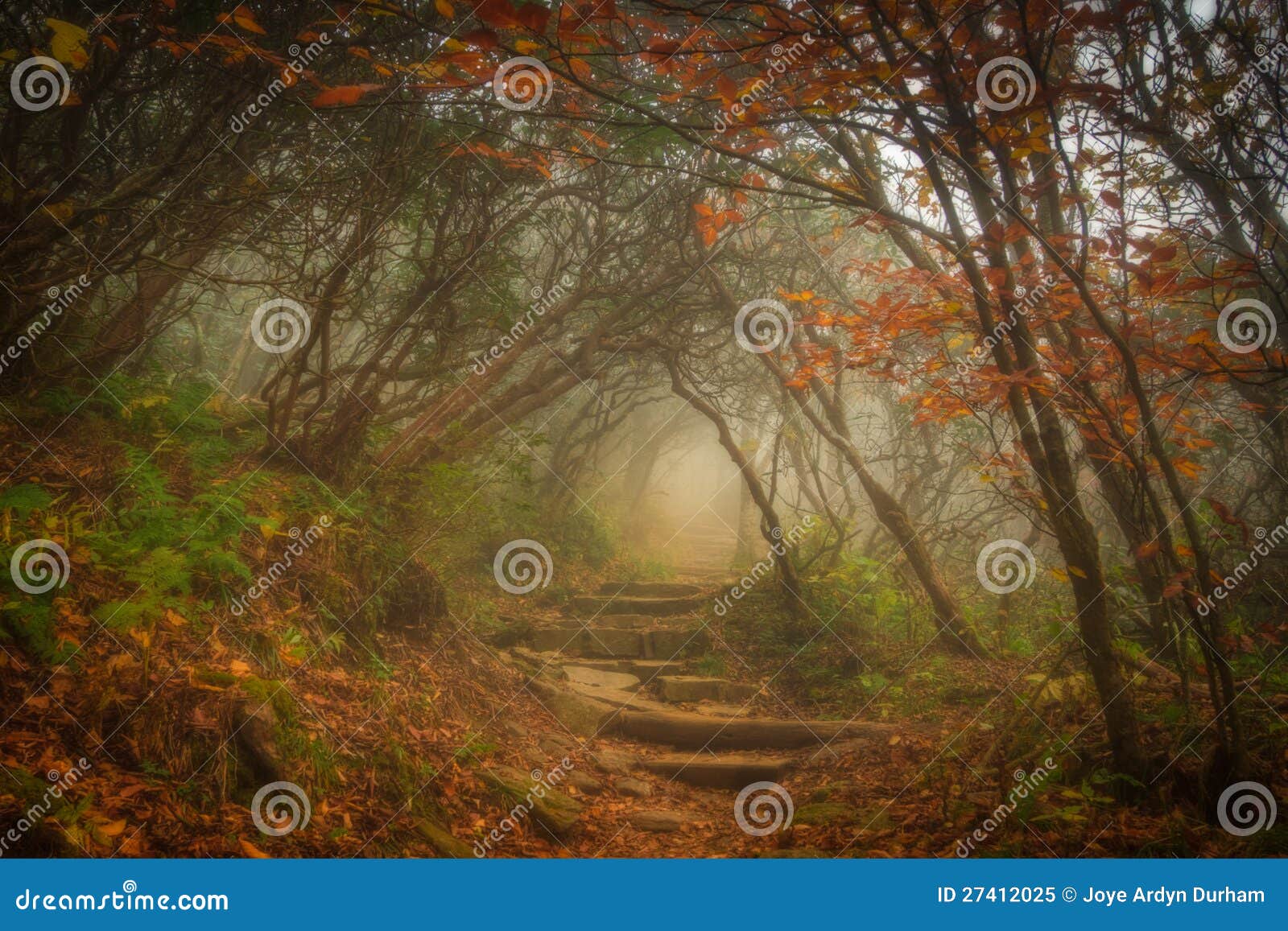 Magic Forest stock image. Image of fall, beautiful, gardens - 27412025
