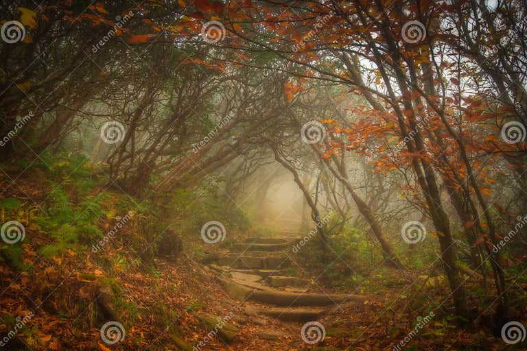 Magic Forest stock image. Image of fall, beautiful, gardens - 27412025