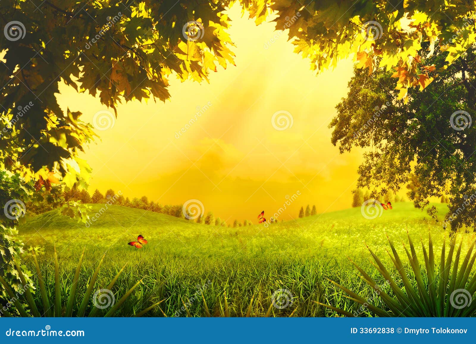 Magic Forest. stock photo. Image of foliage, concepts - 33692838