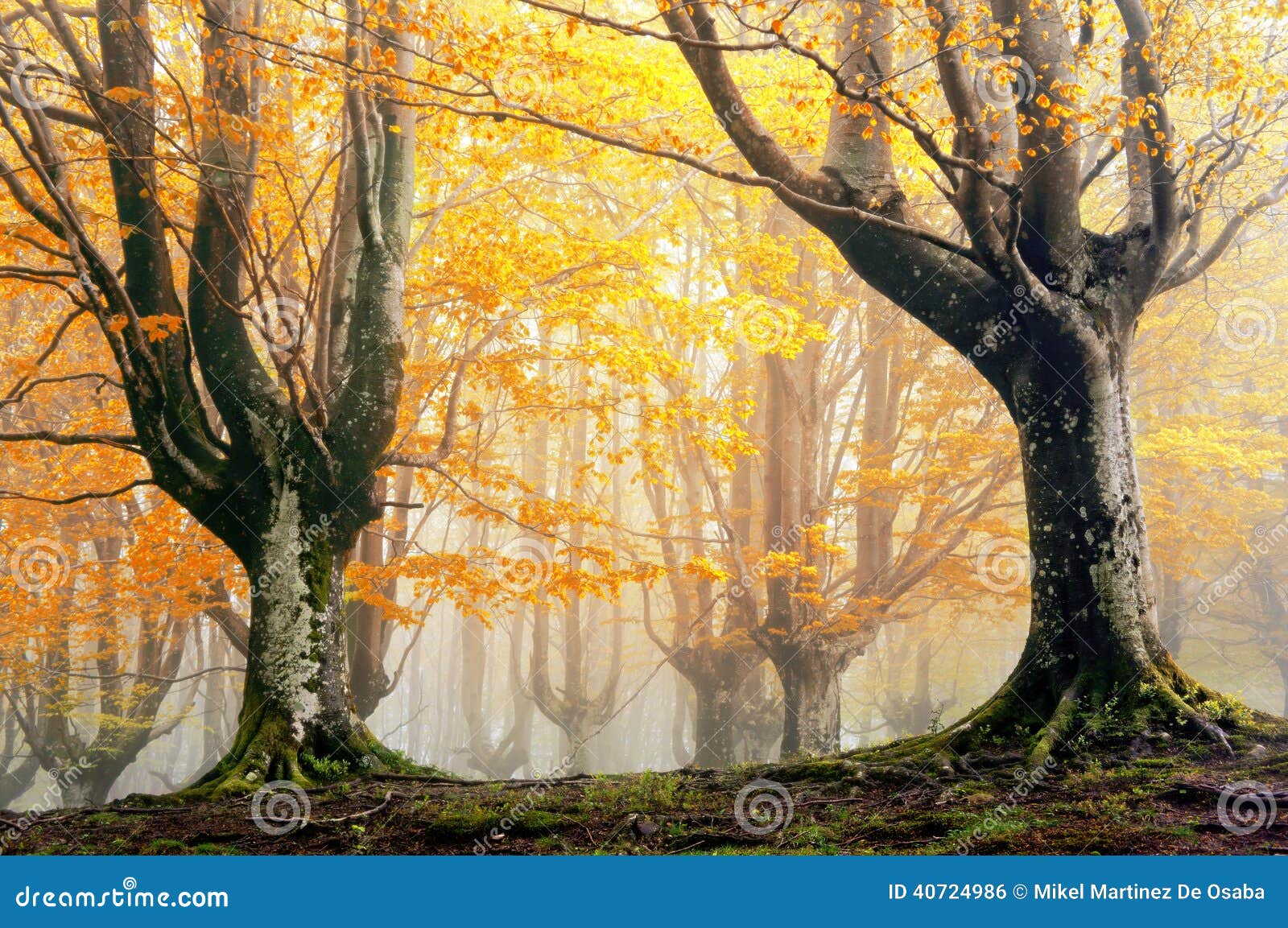Magic forest in autumn stock photo. Image of bright, park - 40724986