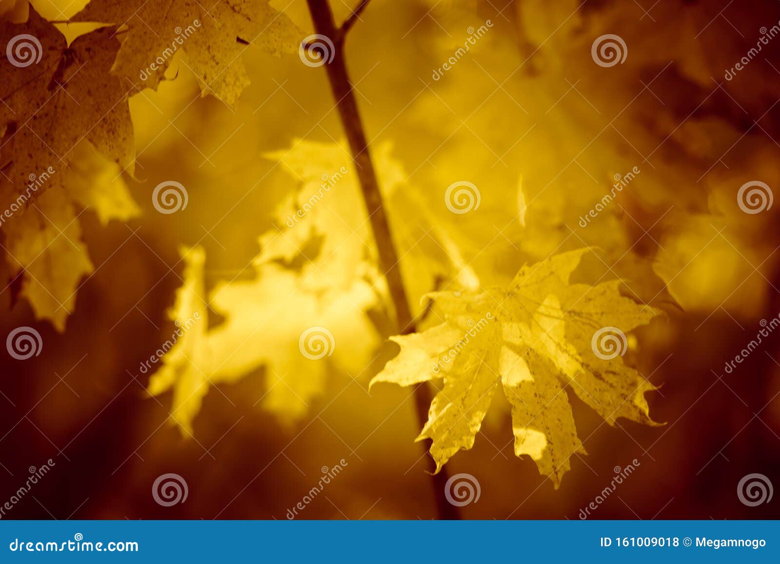 Magic Forest with Beautiful Golden Maple Leaves Stock Photo - Image of ...