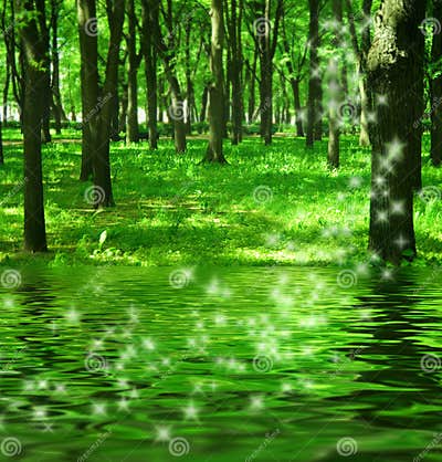 Magic Forest Near the River Stock Image - Image of flare, myst: 2608107