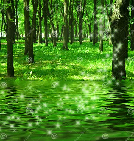 Magic Forest Near the River Stock Image - Image of flare, myst: 2608107