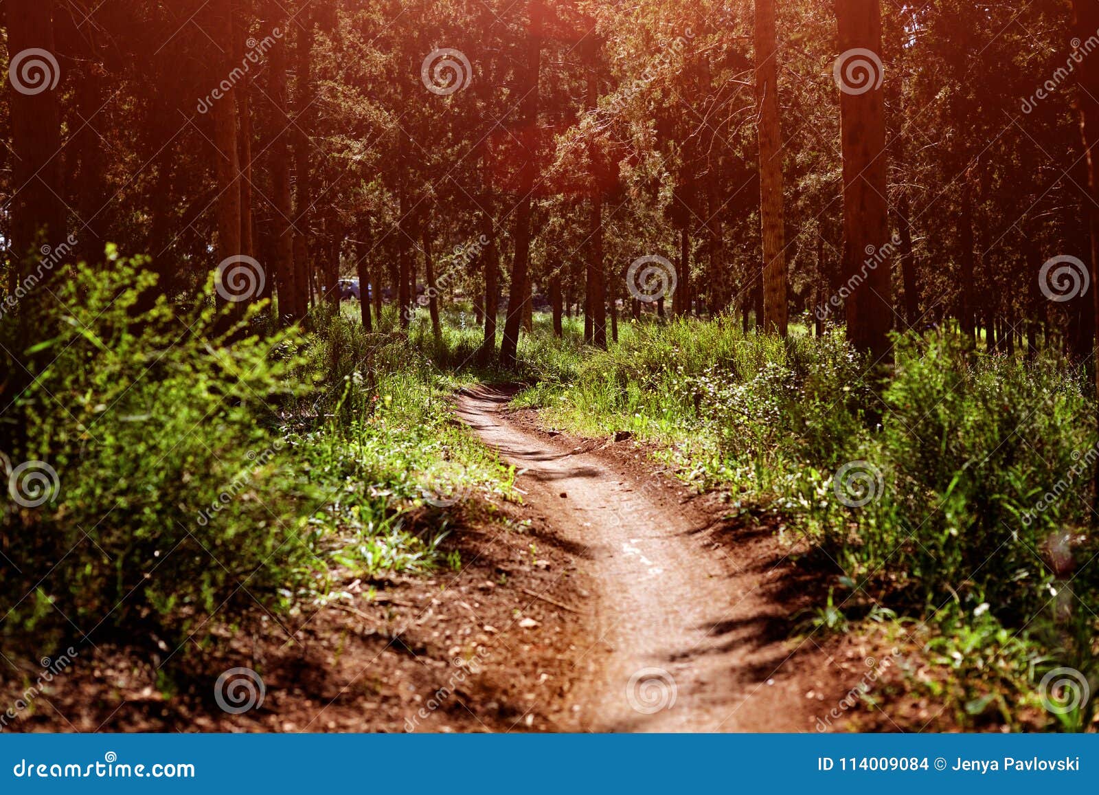Magic forest path stock photo. Image of light, mysterious - 114009084