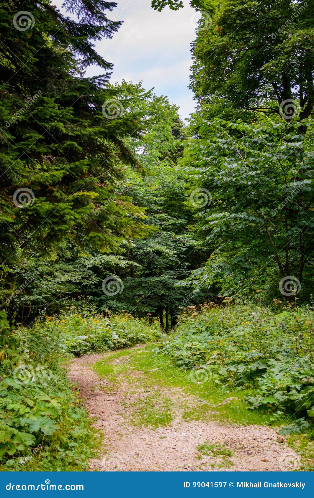 Magic forest path. stock image. Image of fantasy, bright - 99041597