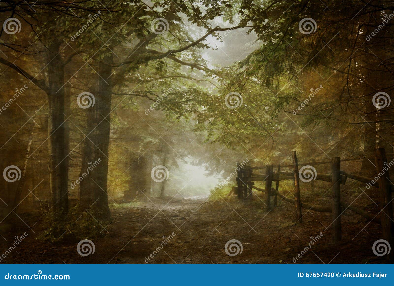 Magic forest path. stock photo. Image of sunbeams, natural - 67667490